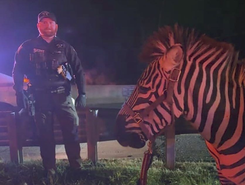 Circus animals rescued after truck catches fire on Indiana highway ...