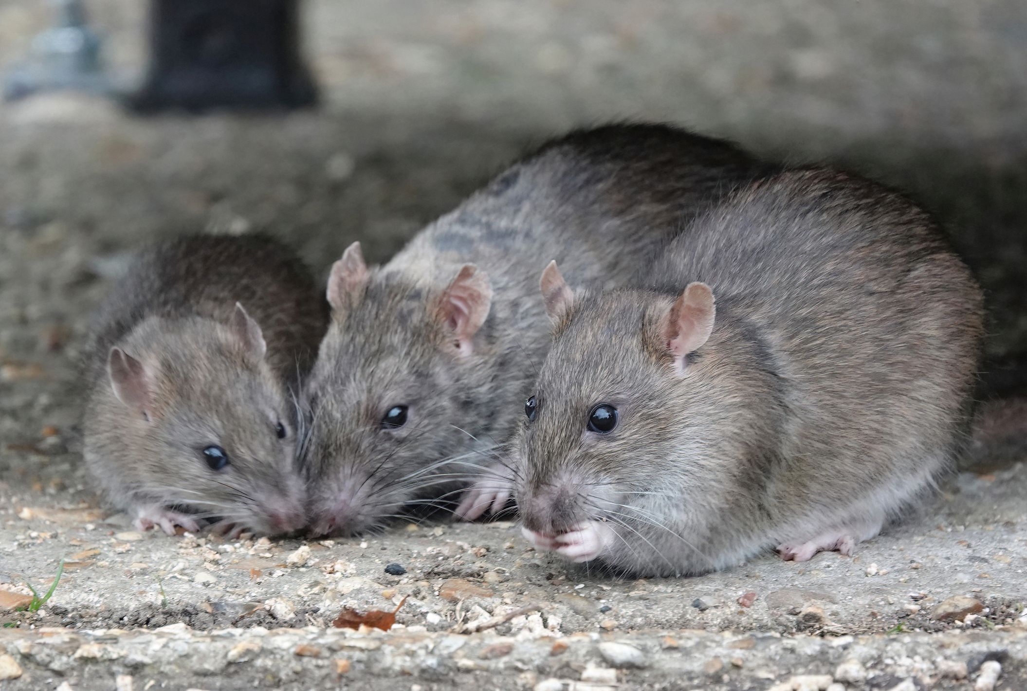 Rats take over New Orleans cop shop to get high off weed | Toronto Sun