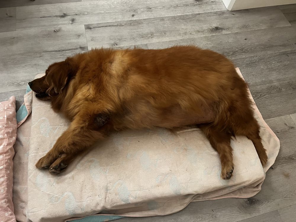 Obese golden retriever Frannie wins hearts during weight-loss journey ...