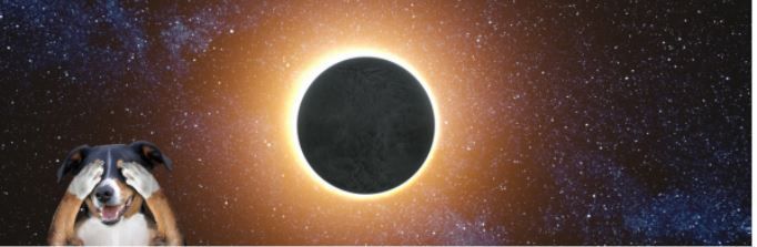 Toronto Humane Society offers tips on keeping pets safe during eclipse ...