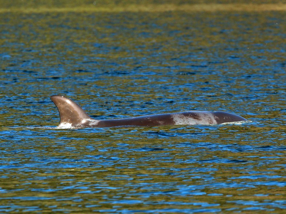 Survival clock ticks for trapped orca calf, as gear arrives for rescue ...