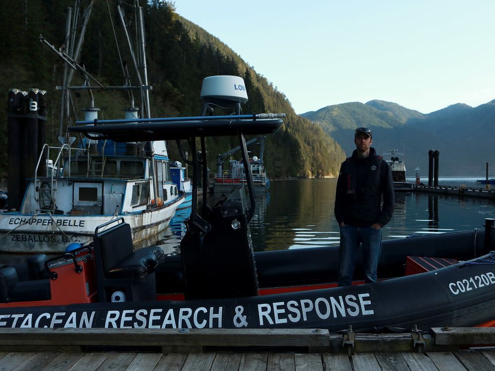 Whale experts confident orca calf will survive | Toronto Sun