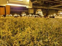 OPP make pot bust worth millions | Toronto Sun