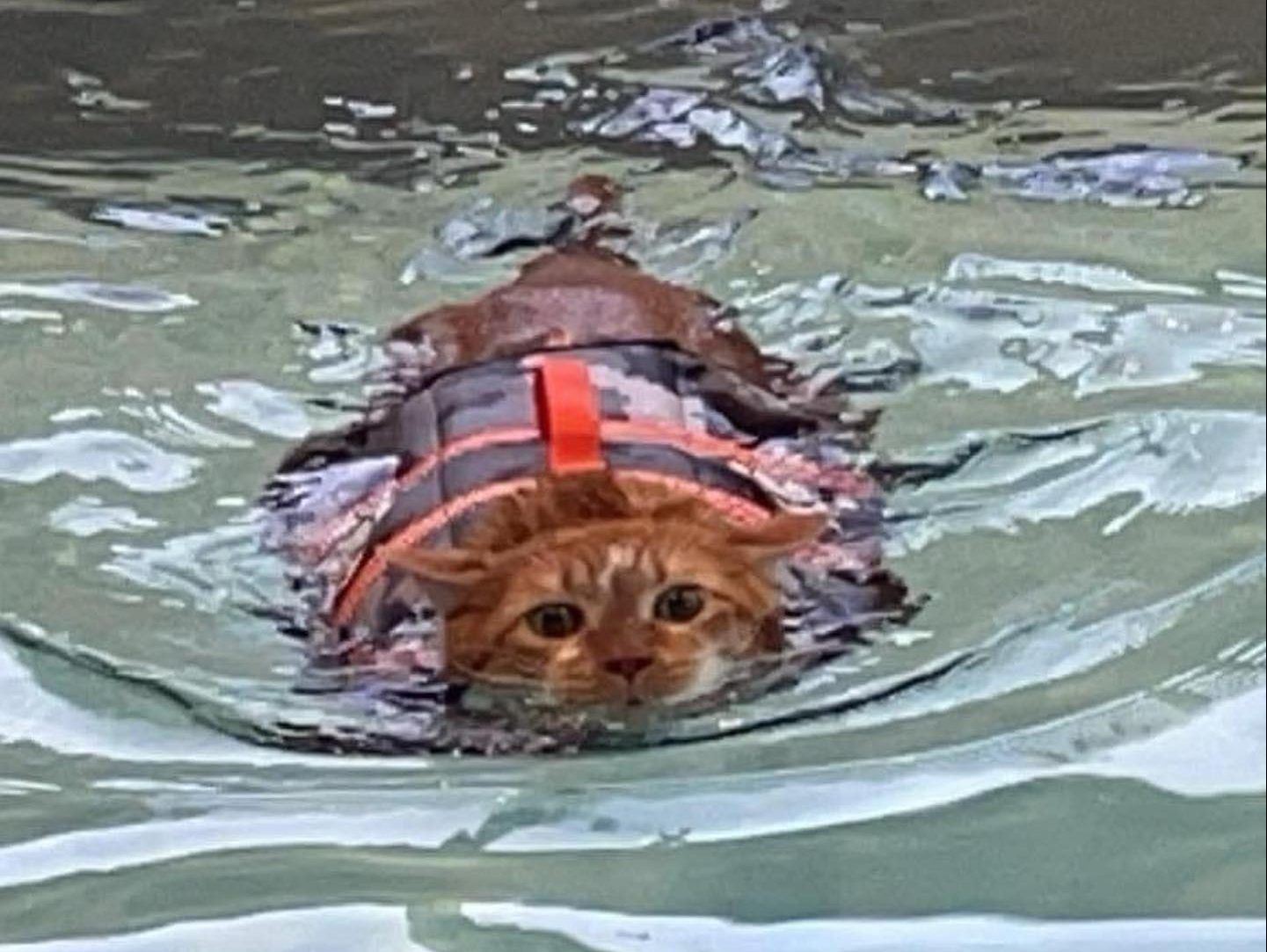 Rescue cat nicknamed ‘Thicken Nugget’ swims to lose excess weight ...