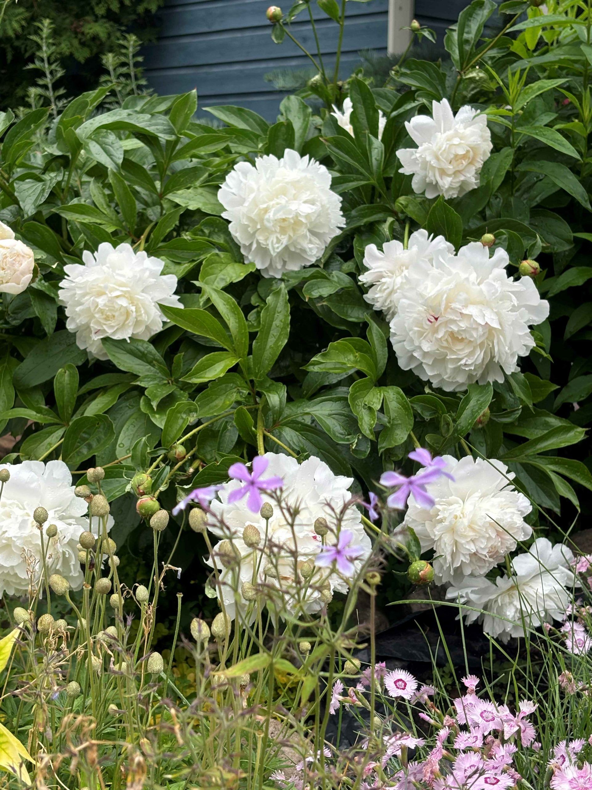 The City Gardener: Ode to a Peony | Toronto Sun