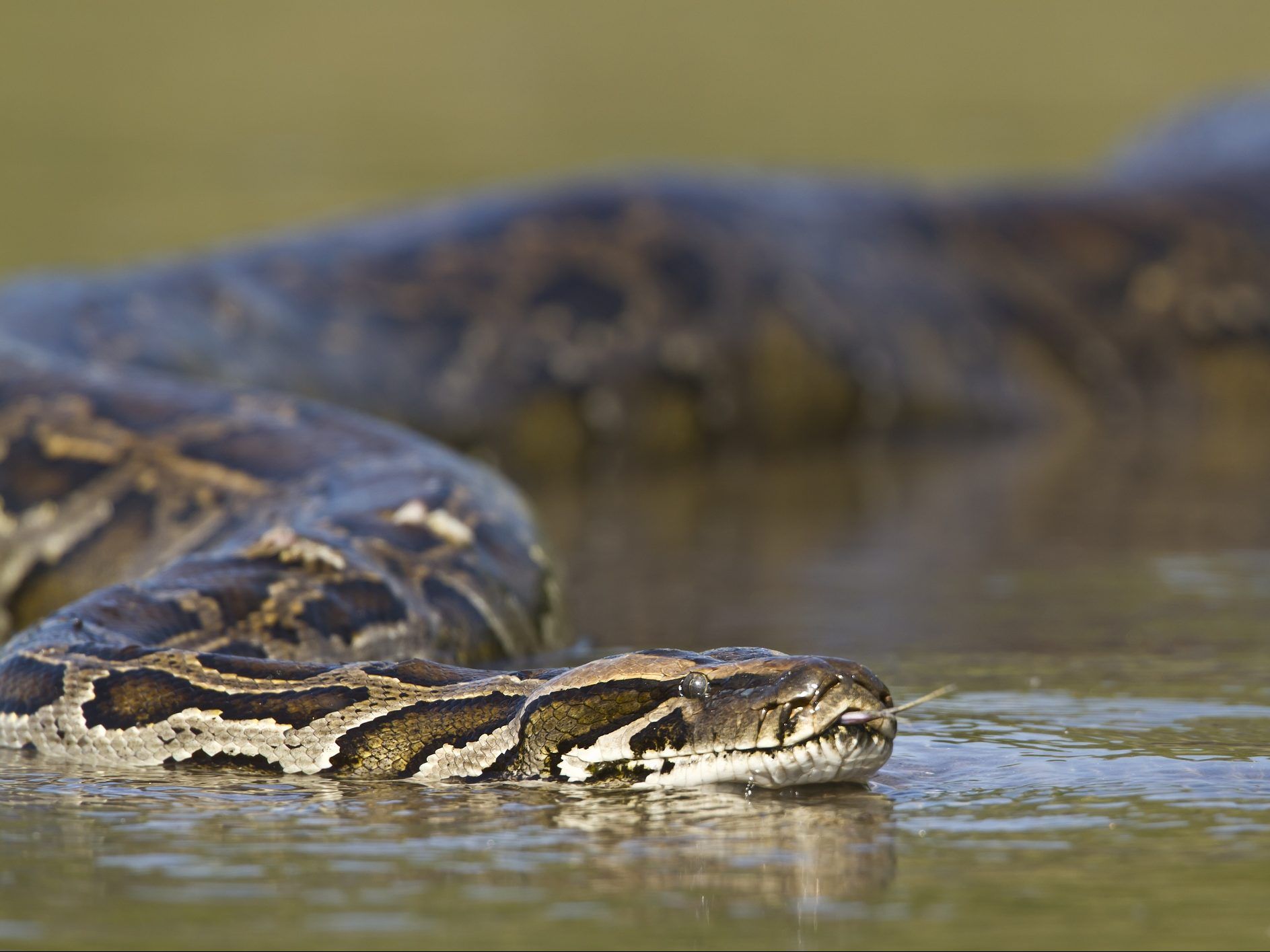 Woman eaten alive by massive python in Indonesia | Toronto Sun