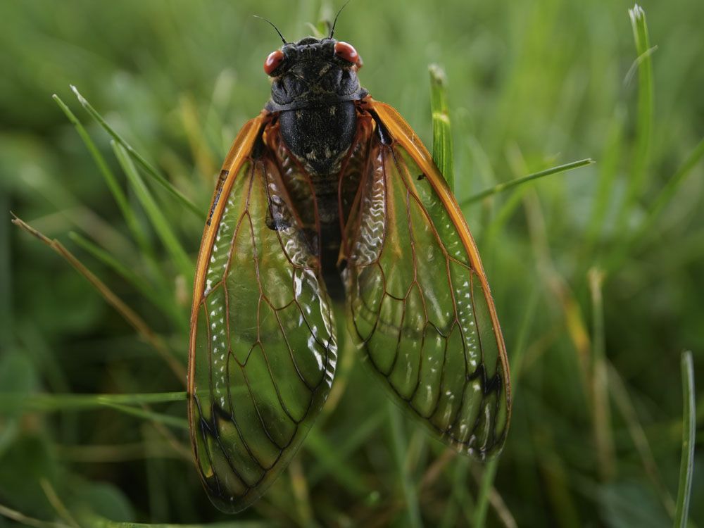 Collecting sex-crazed zombie cicadas on speed | Toronto Sun
