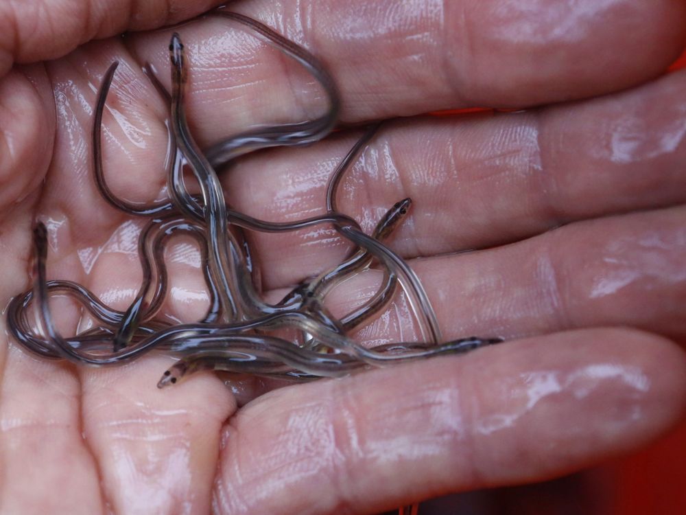 Baby eels worth up to $350K intercepted in Nova Scotia | Toronto Sun