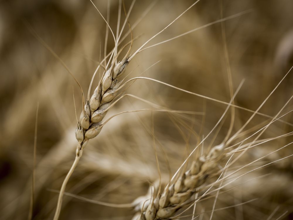 Scientists on a quest for drought-resistant wheat | Toronto Sun