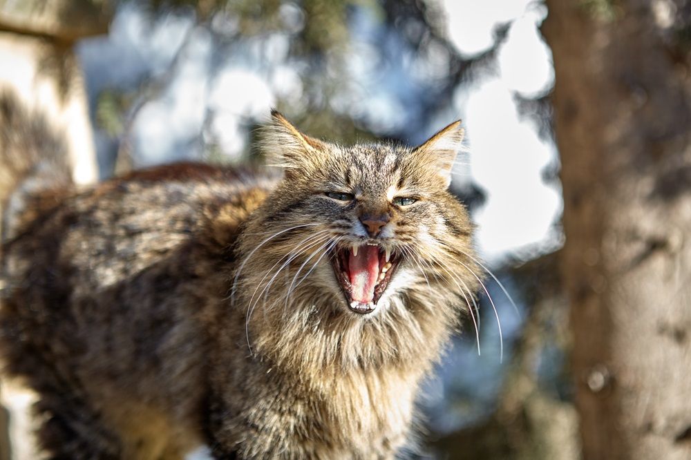 400 feral cats killed in controversial New Zealand hunt held annually ...