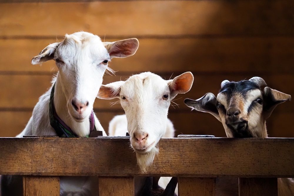 Mississauga brings in goats to fight invasive species | Toronto Sun