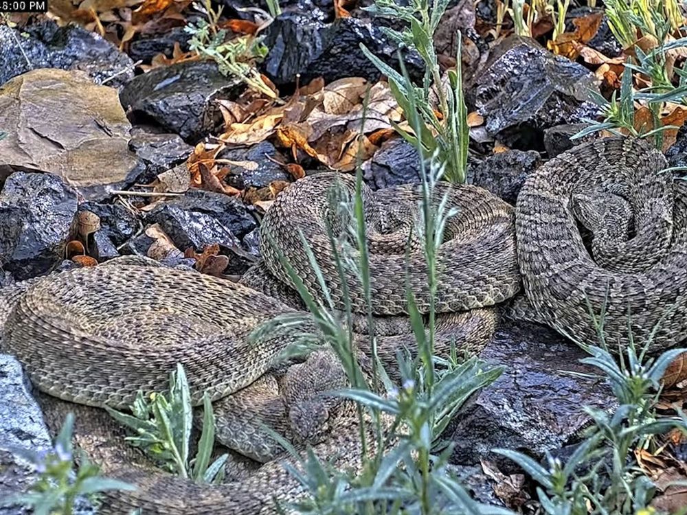 Webcam monitors hundreds of rattlesnakes at a Colorado ’mega den ...