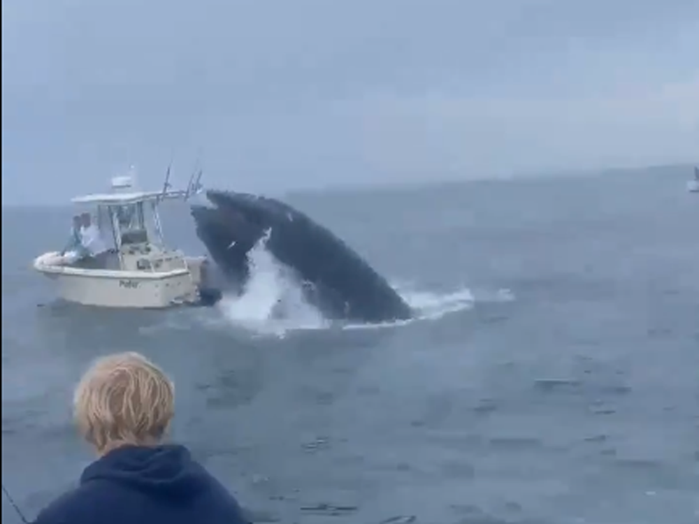 Whale surfaces, capsizes fishing boat off New Hampshire coast | Toronto Sun