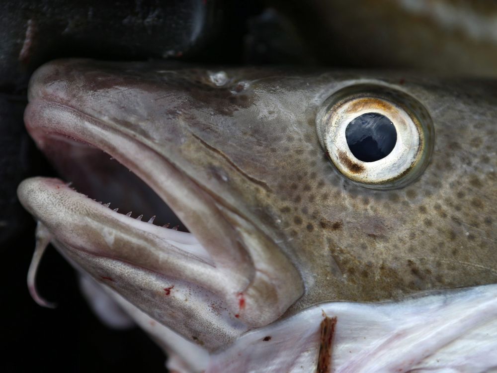 Newfoundland-Labrador cod fishery shouldn't reopen: Fishers | Toronto Sun