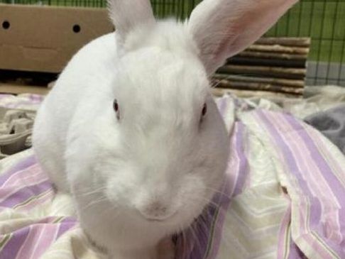 FOREVER FRIEND: Verandah, the female rabbit, 'would make a great pet ...
