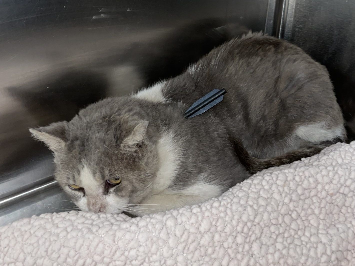 Cat shot with arrow dies during emergency surgery: Rescue | Toronto Sun