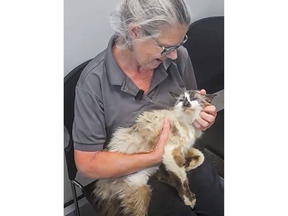 Cat that ran away was found close by - 11 years later | Toronto Sun