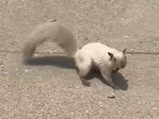 Rare white squirrel feels the love from Toronto community | Toronto Sun