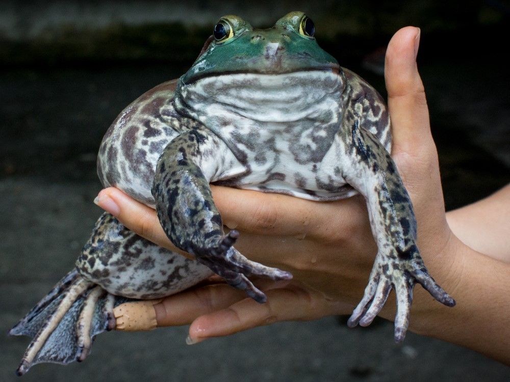 CROAK TO BROKE: Parks Canada spends $10K to kill 1 frog | Toronto Sun
