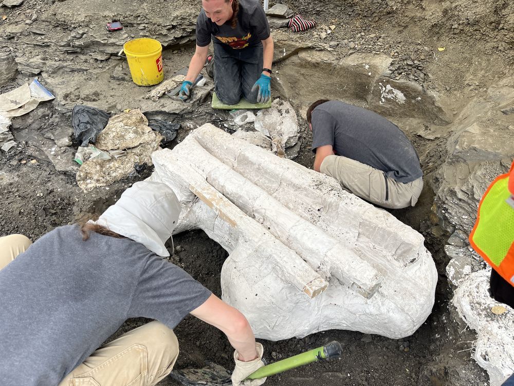 Paleontologists unearth giant skull of Pachyrhinosaurus in Alberta ...