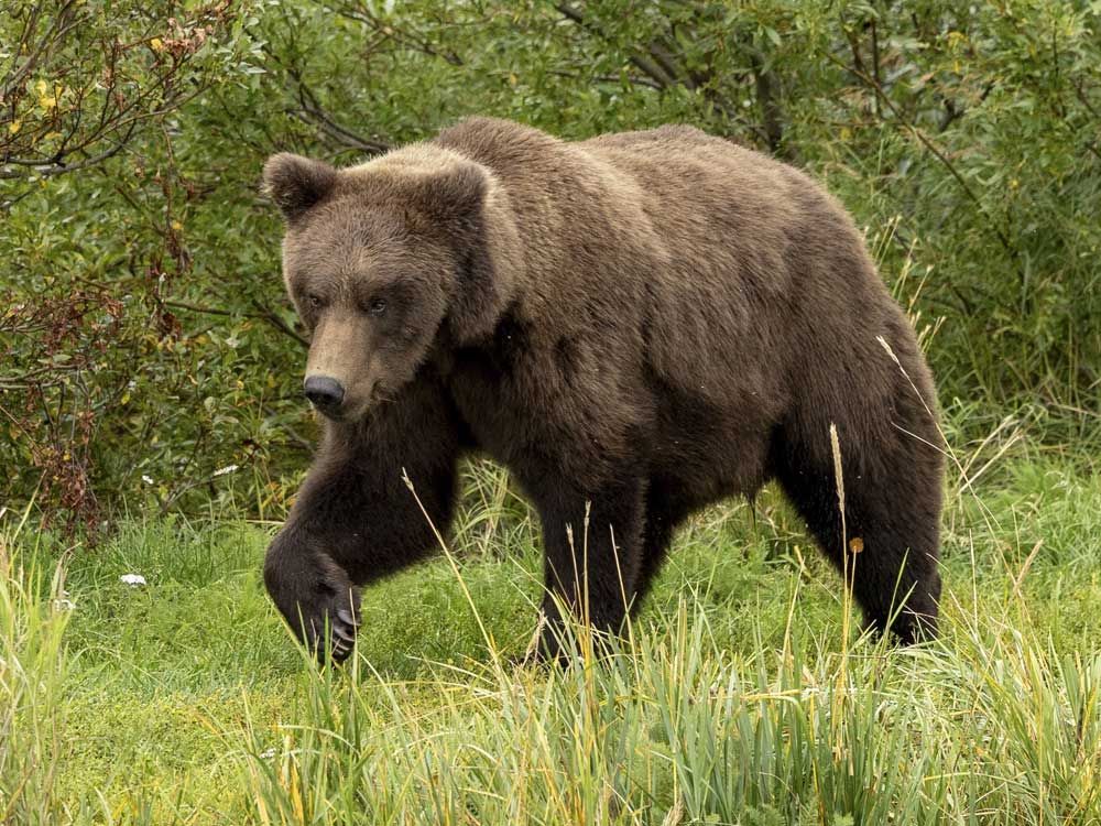 The chunkiest of chunks face off in Alaska’s Fat Bear Week | Toronto Sun