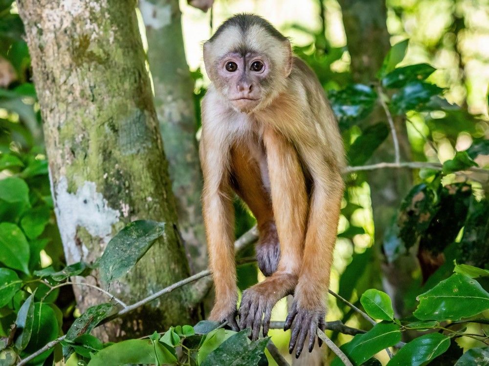 Brazilian couple accused of drugging monkeys to abduct them | Toronto Sun