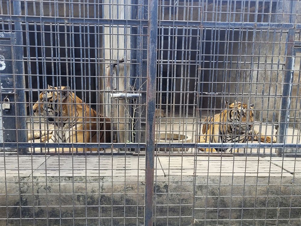 Dozens of zoo tigers die after contracting bird flu in Vietnam ...