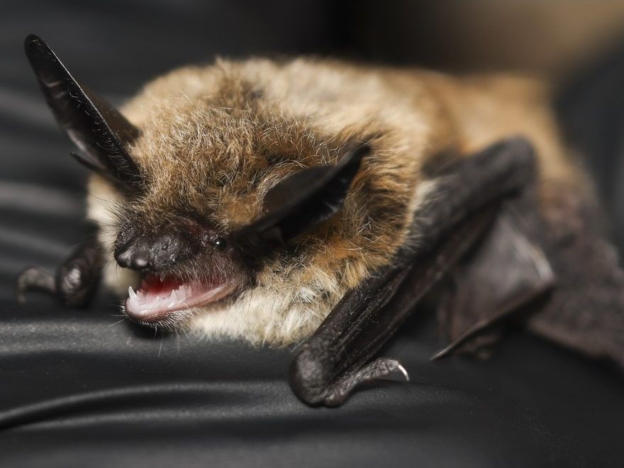 It’s almost Halloween. That means it’s time for a bat beauty contest ...