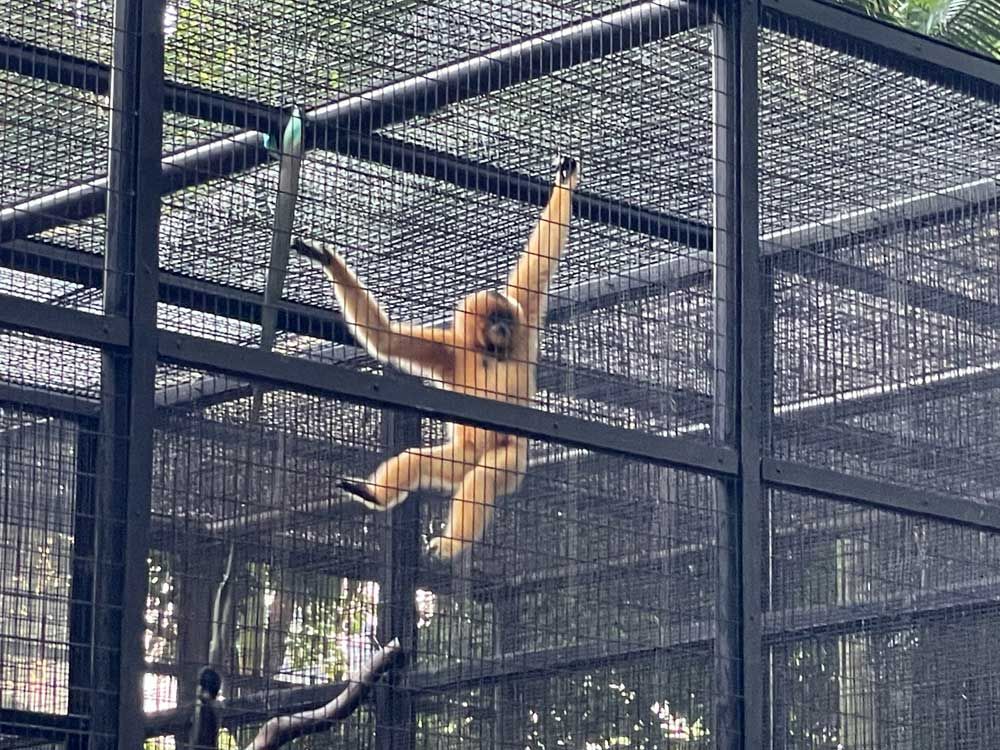 Hong Kong zoo seeks answers after 9 monkeys die in 2 days | Toronto Sun
