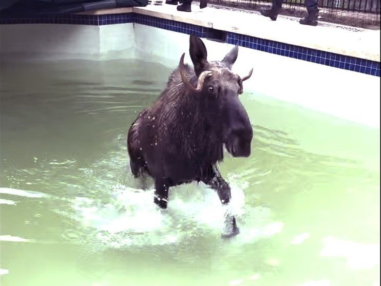 There’s a moose on the loose - in a swimming pool | Toronto Sun