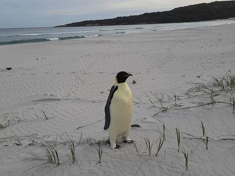 First emperor penguin known to reach Australia found on tourist beach ...