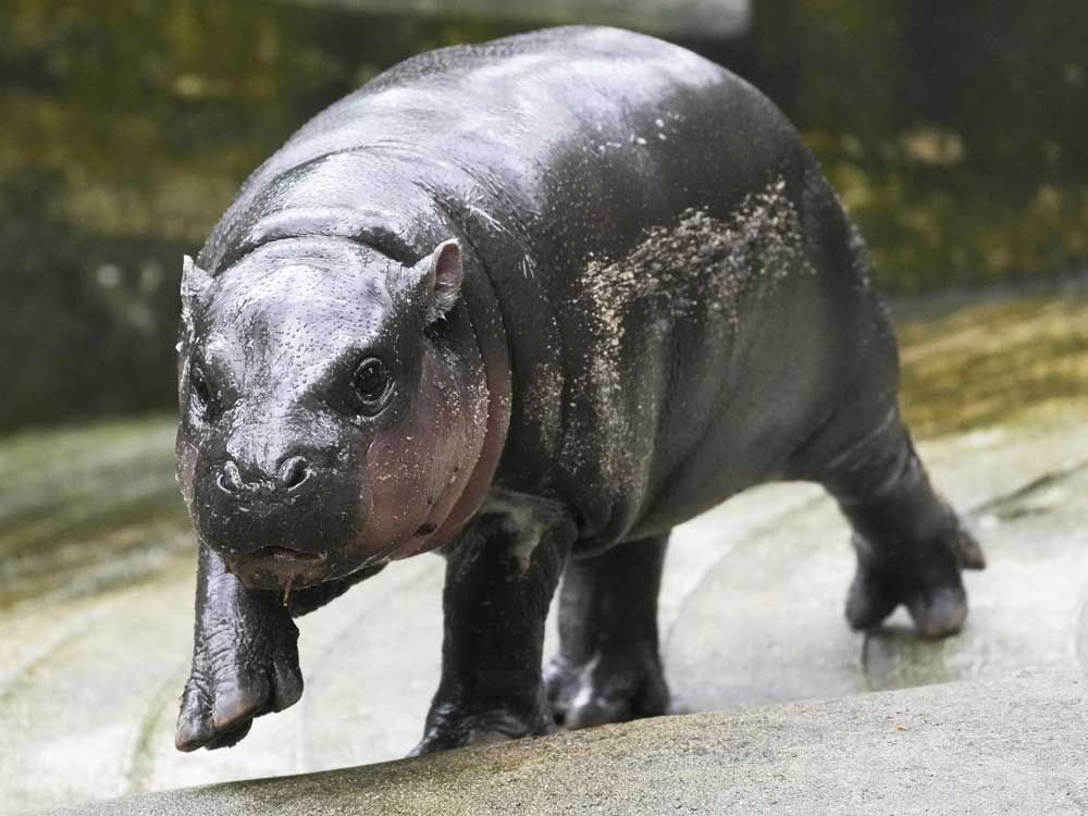 Moo Deng now has an official song in 4 languages | Toronto Sun