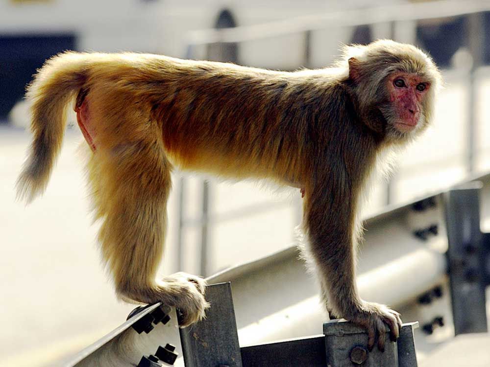 43 monkeys escape from South Carolina medical lab | Toronto Sun