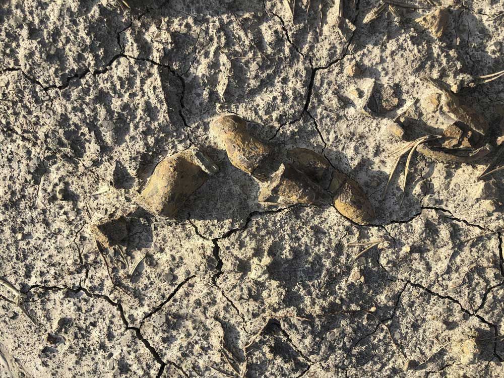 Fossilized dino feces help scientists reconstruct the creatures’ rise ...