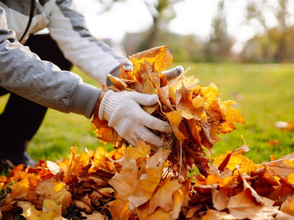 PUT AWAY THE RAKE: Fallen leaves aid grass and gardens | Toronto Sun
