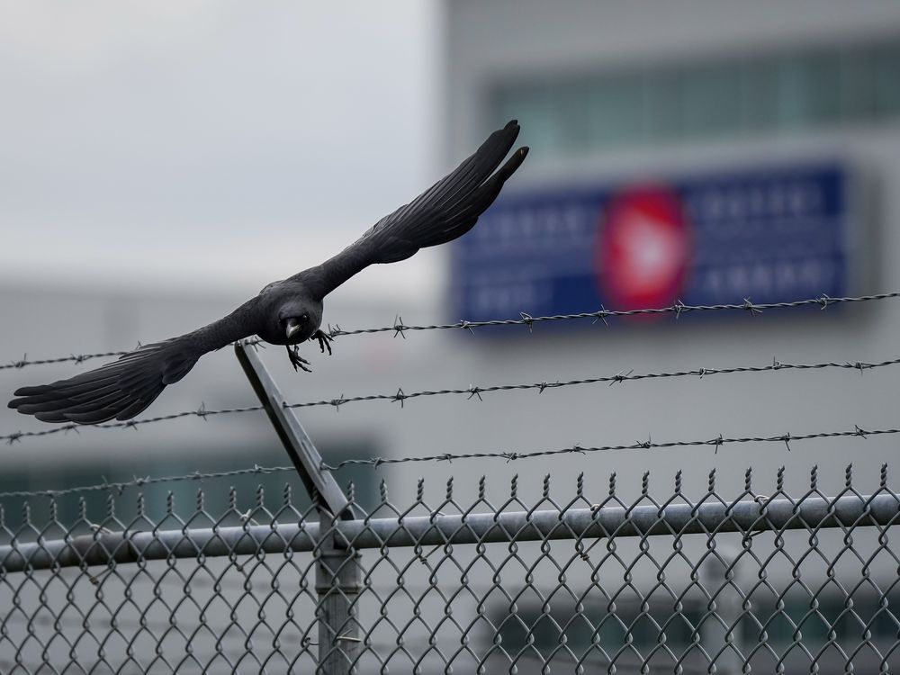 Postal strike delaying delivery of medicine, necessities: AFN chief ...