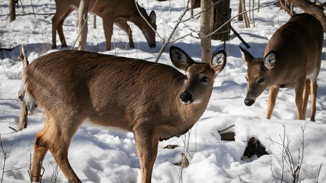 Cops and province investigating after dead deer found in cemetery ...