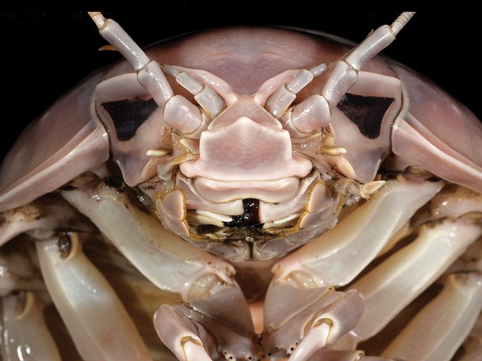 Hideous sea creature from Vietnam named after Darth Vader | Toronto Sun