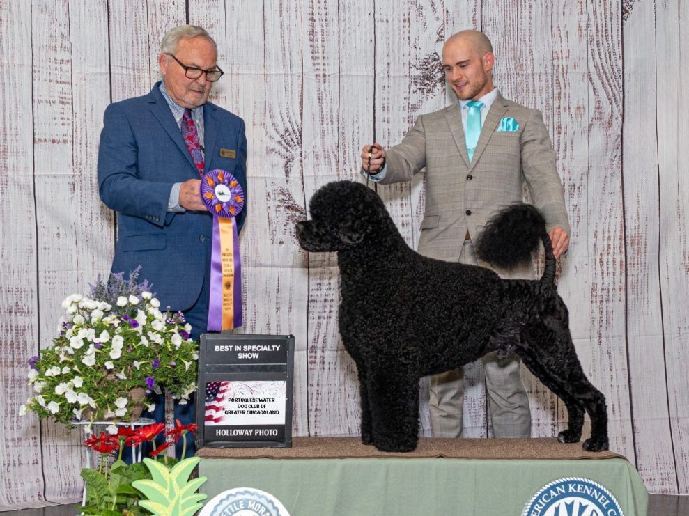 Toronto dog ready to wow Westminster Kennel Club competition | Toronto Sun