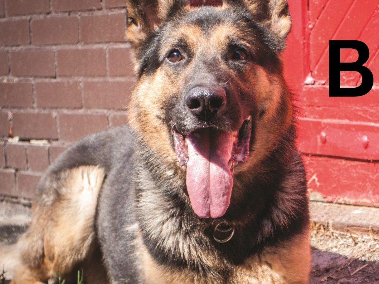 Police dog Brock 'greatly missed' by his family, Durham cops | Toronto Sun