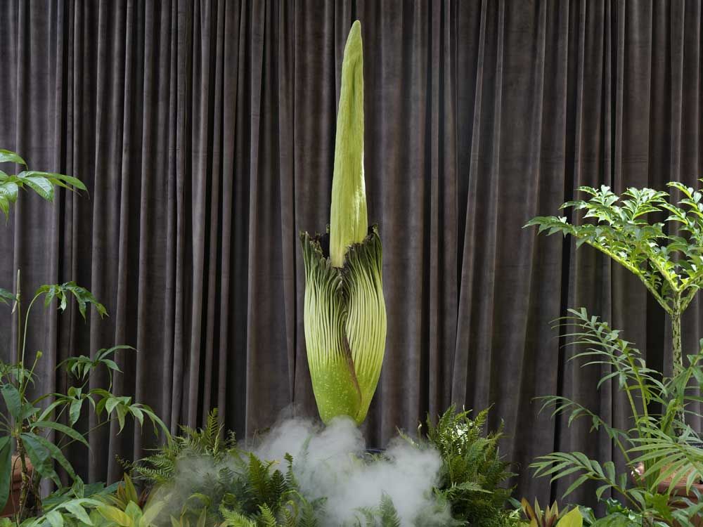 Blooming corpse flower in Sydney has thousands lining up for a whiff ...