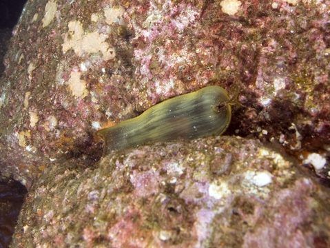 Mystery pup born in tank that has housed only female sharks | Toronto Sun