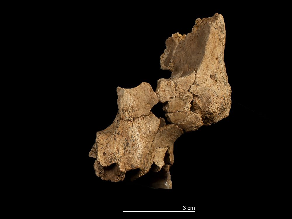 Archaeologists uncover oldest partial face fossil of human ancestor ...