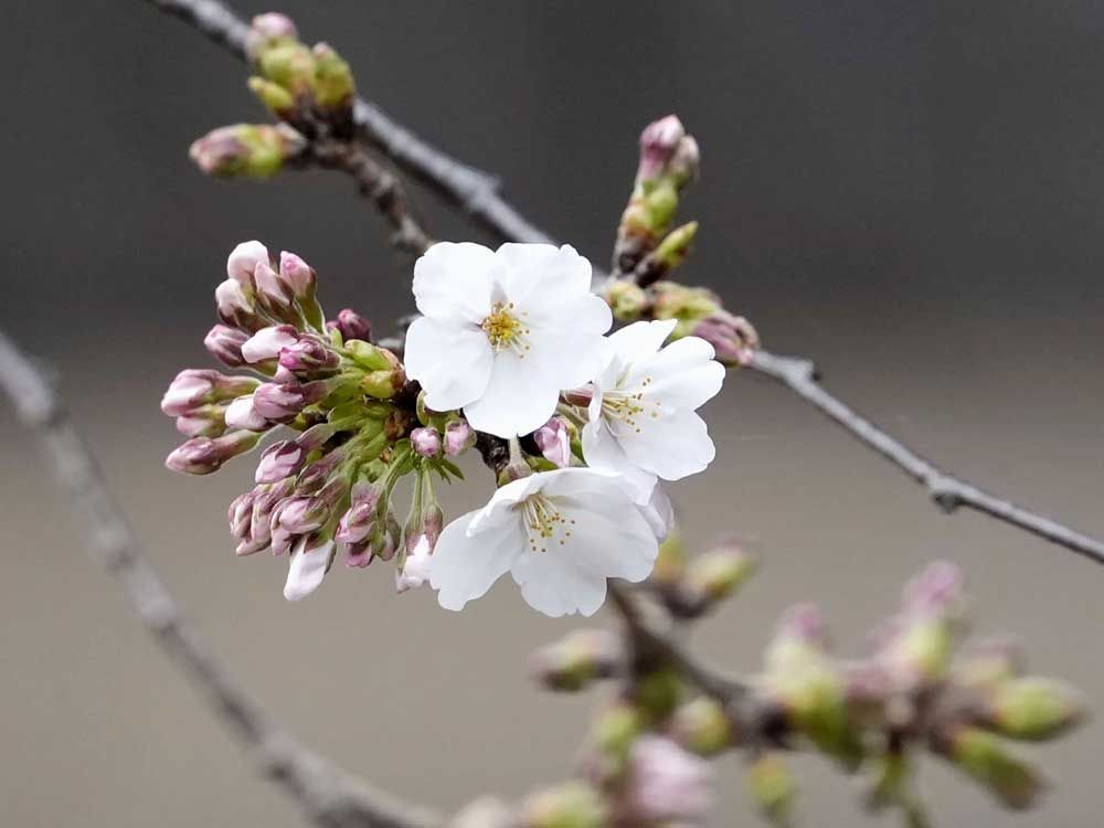 Que. town charges $200 fee for homeowners with treeless yards | Toronto Sun