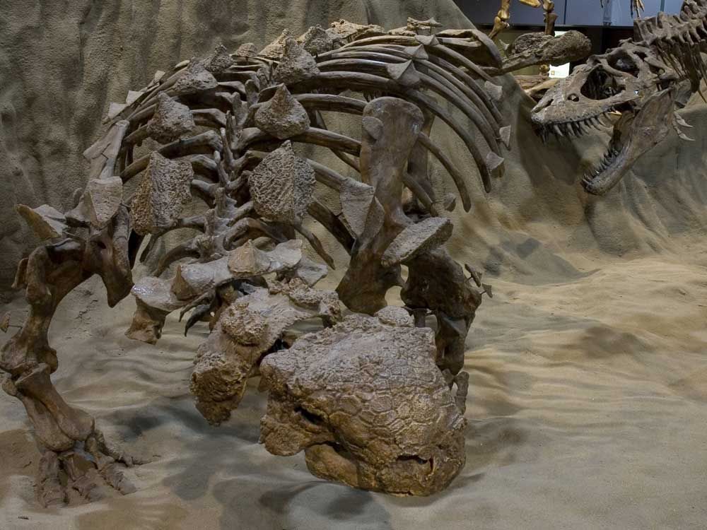 Researchers say prints show three-toed dinosaur roamed B.C. | Toronto Sun