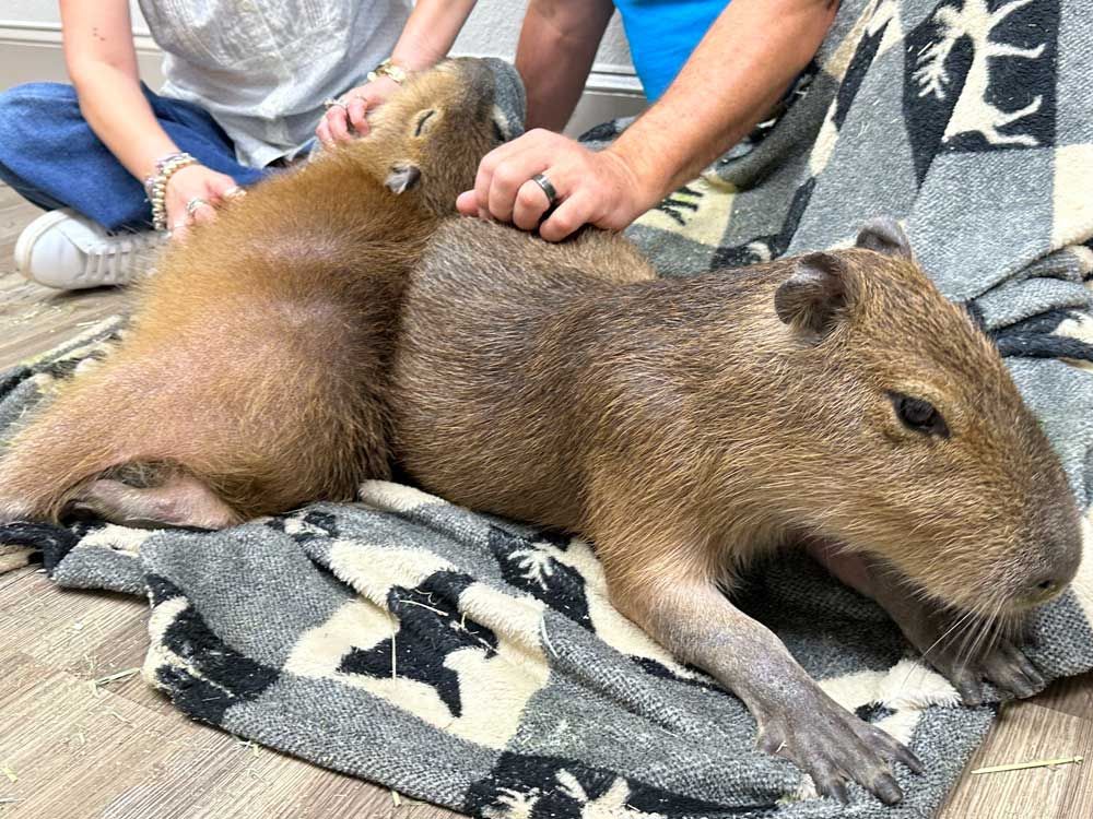 Giant rodents cuddle with visitors at Florida Capybara Cafe | Toronto Sun