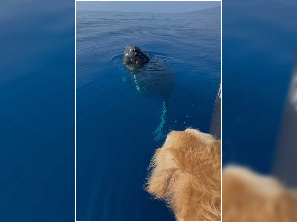 WATCH: Humpback whale swims up to barking dog | Toronto Sun