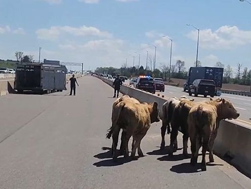 MOO-VE OVER: Drivers steer clear of cows on Hwy. 400 | Toronto Sun