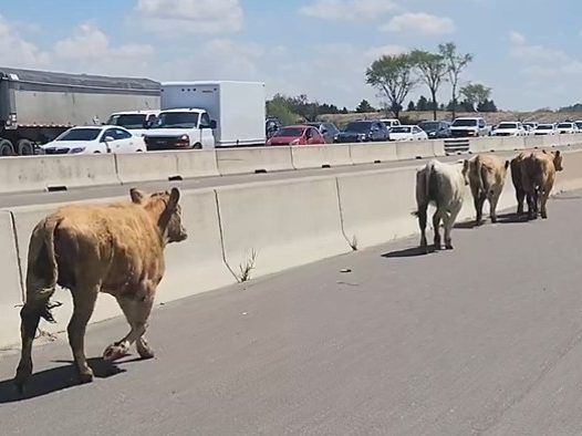 MOO-VE OVER: Drivers steer clear of cows on Hwy. 400 | Toronto Sun