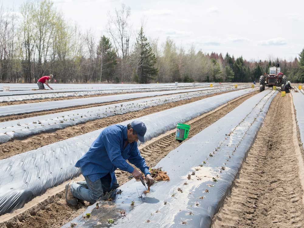 Canada failing to stop exploitation of foreign workers: Amnesty ...